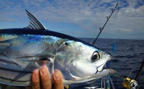 Costa Rica Fish Species | Costa Rica Fishing Experts