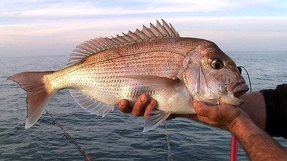 Snapper SportFishing in Costa Rica | Costa Rica Fishing Experts