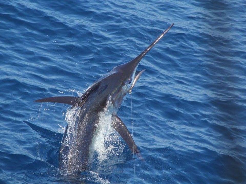 Costa Rica Fish Species | Costa Rica Fishing Experts