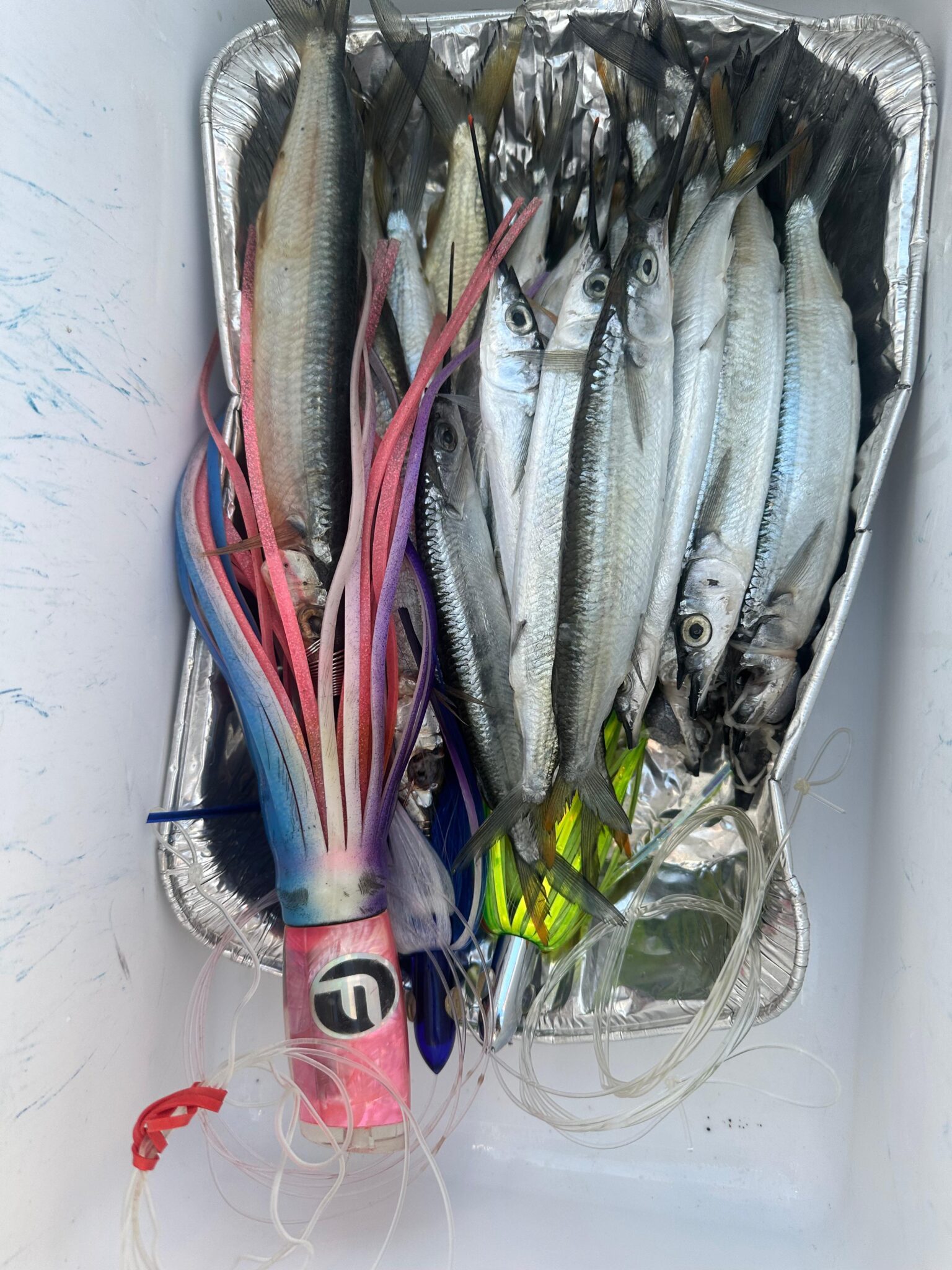 How Much Cost to Go Fishing in Costa Rica - Learn more here