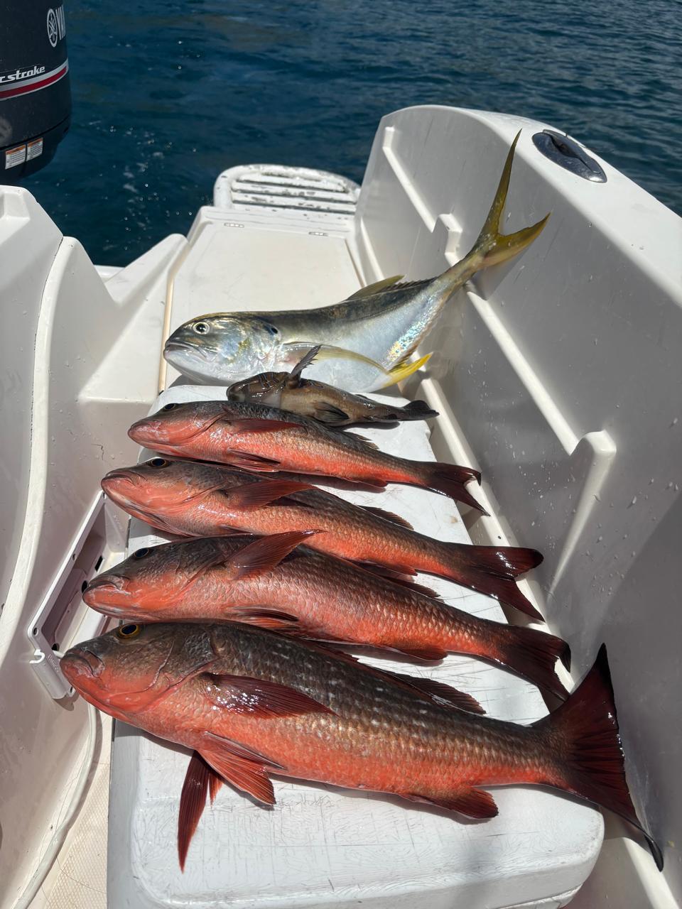 April 22 Fishing Report – Roosterfish, Snapper, Sailfish & Mahi Action ...