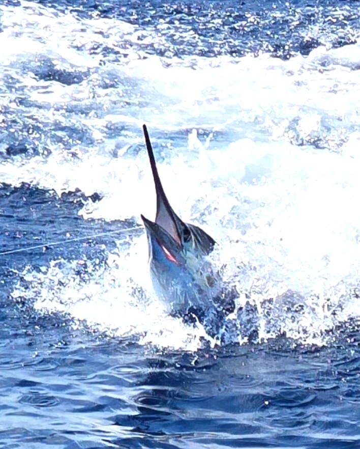 FAD Fishing in Costa Rica Explained | Costa Rica Fishing Experts